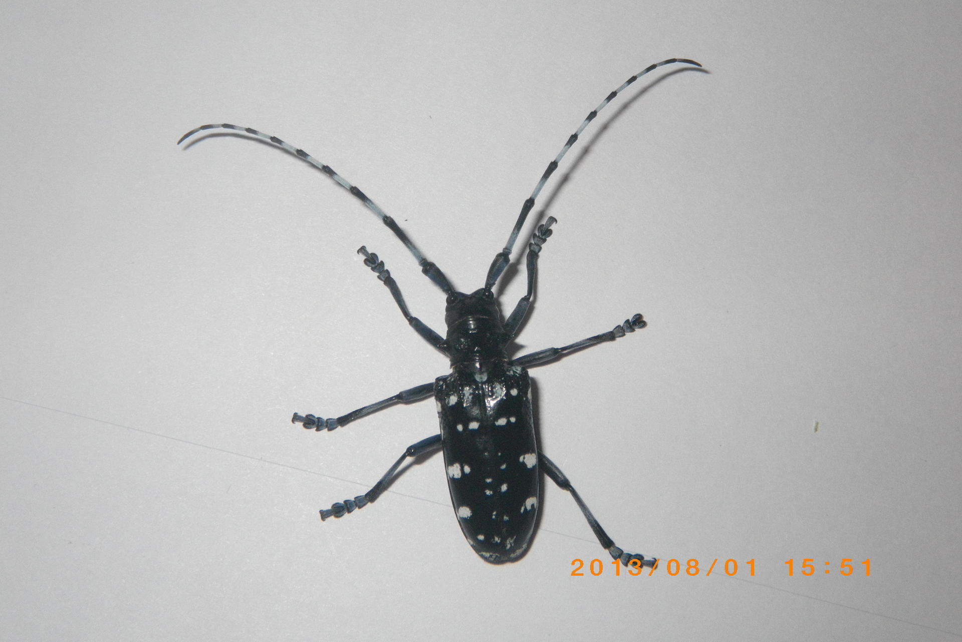 カミキリムシは、髪を切る程の強靭なあごの力があるそうです！ 木に穴を開けるのは容易いことのようです！ いつまでも元気でいたい岩元